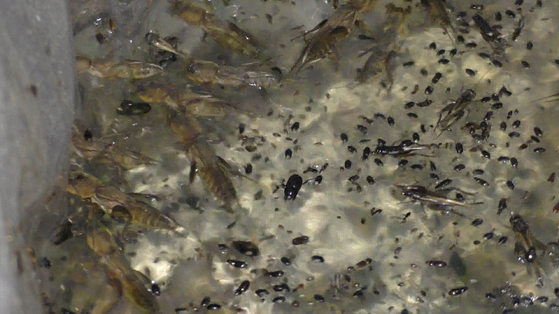 [Cambodge 🇰🇭] Anatomie d’un piège à insectes | Les Criquets Migrateurs