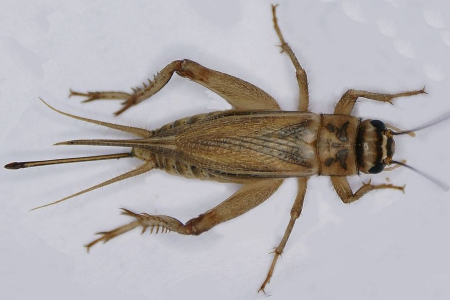 [Cambodge 🇰🇭] Anatomie d’un piège à insectes | Les Criquets Migrateurs