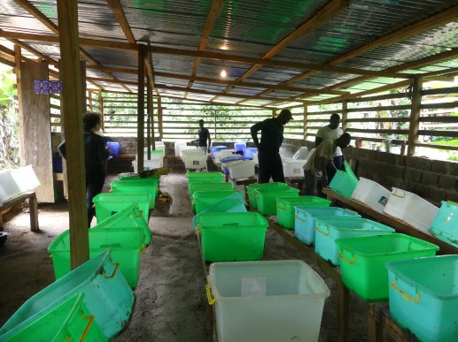 [Cameroun 🇨🇲] La culture des vrais foss | Les Criquets Migrateurs
