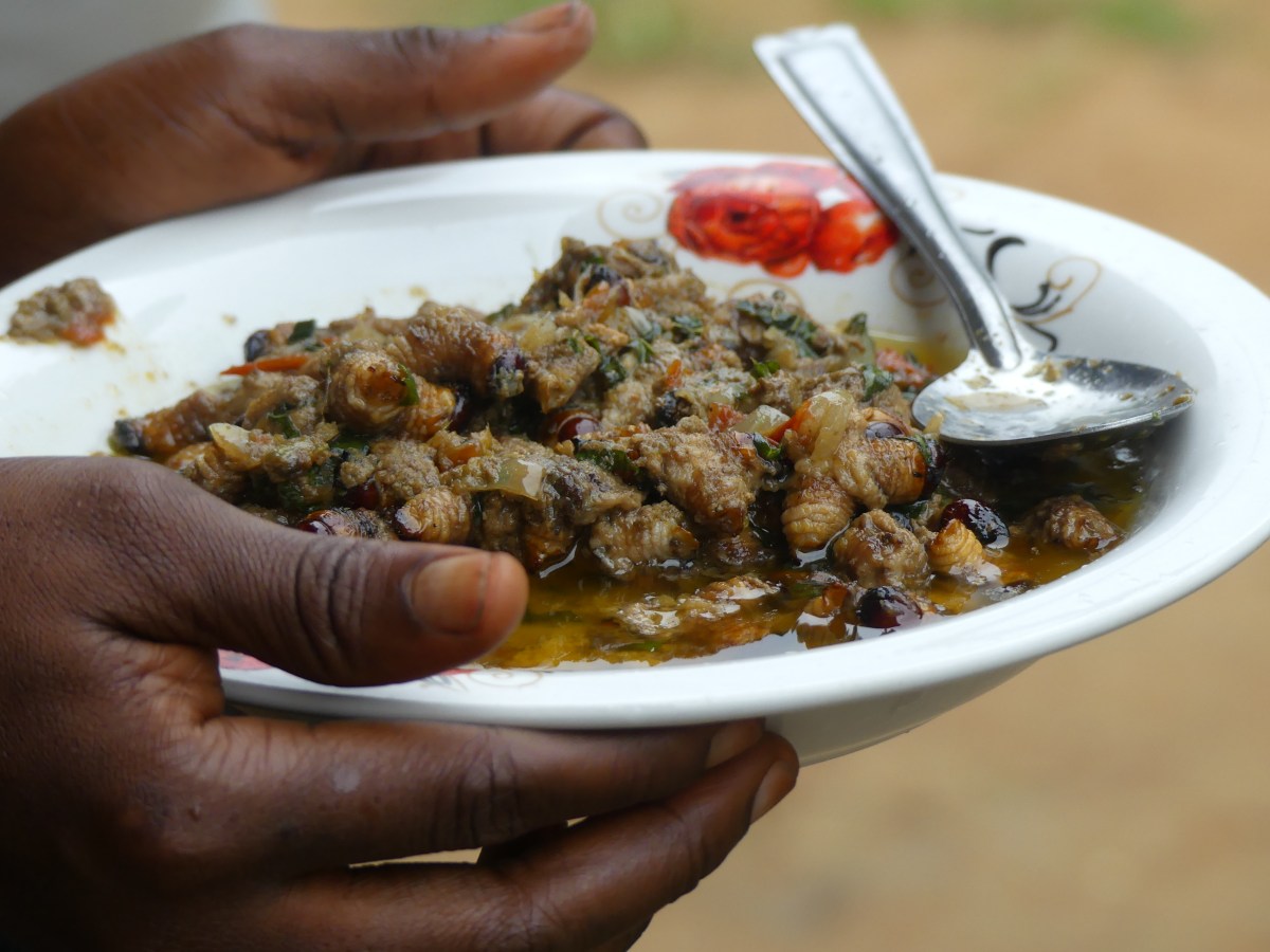 [Cameroun 🇨🇲] La culture des vrais foss | Les Criquets Migrateurs